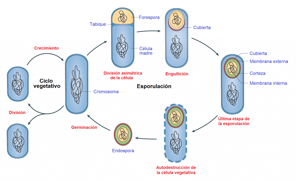 endospora | cbrn.es
